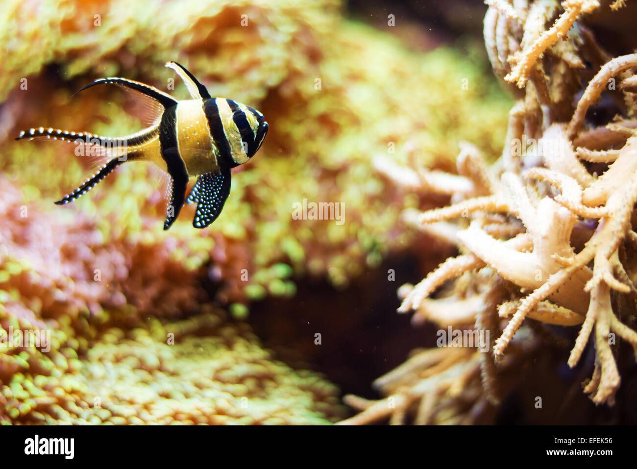 Small Tropical Fish and the Coral Reef Stock Photo - Alamy