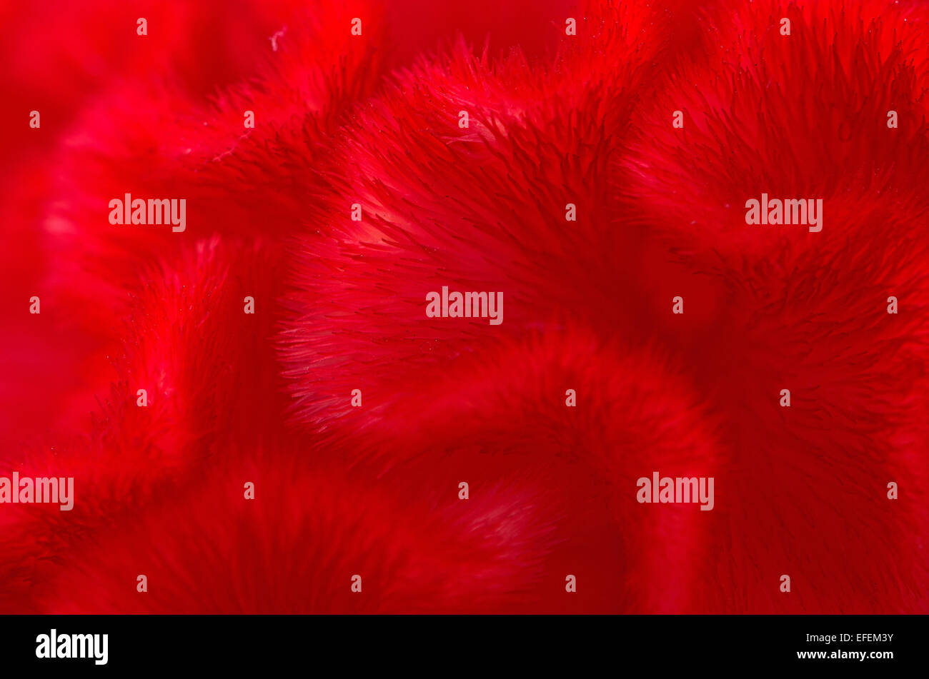 Red background abstract of Cockscomb or Chinese Wool Flower (Celosia ...
