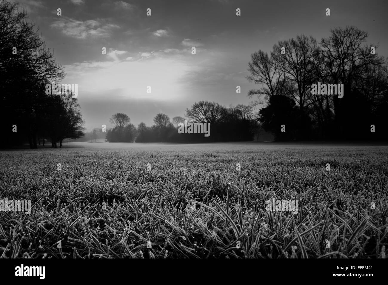 Golf course Black and White Stock Photos & Images - Alamy