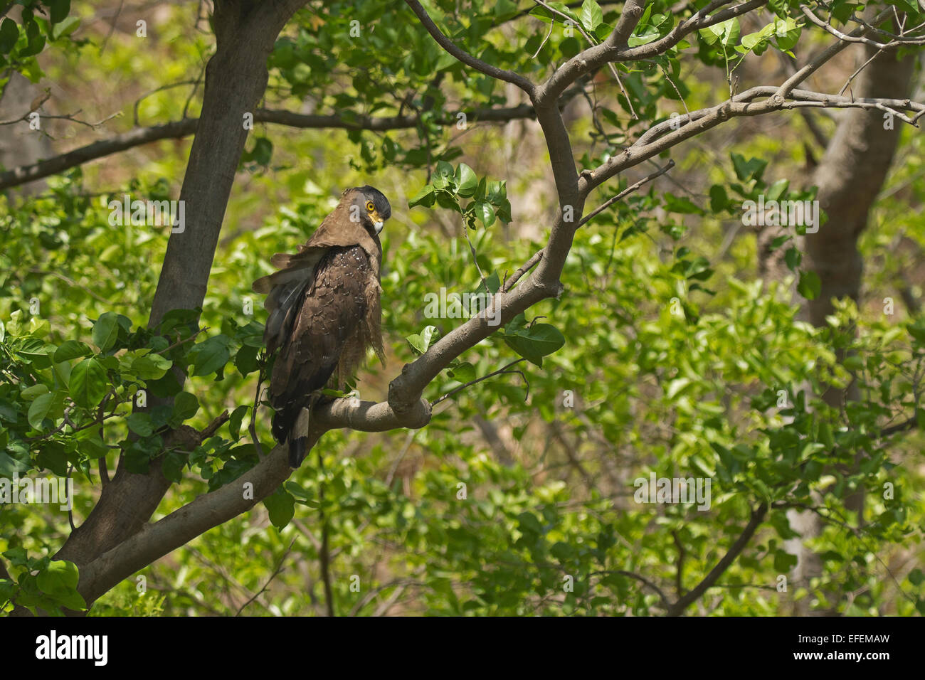 Crested serpent eagle hi-res stock photography and images - Alamy