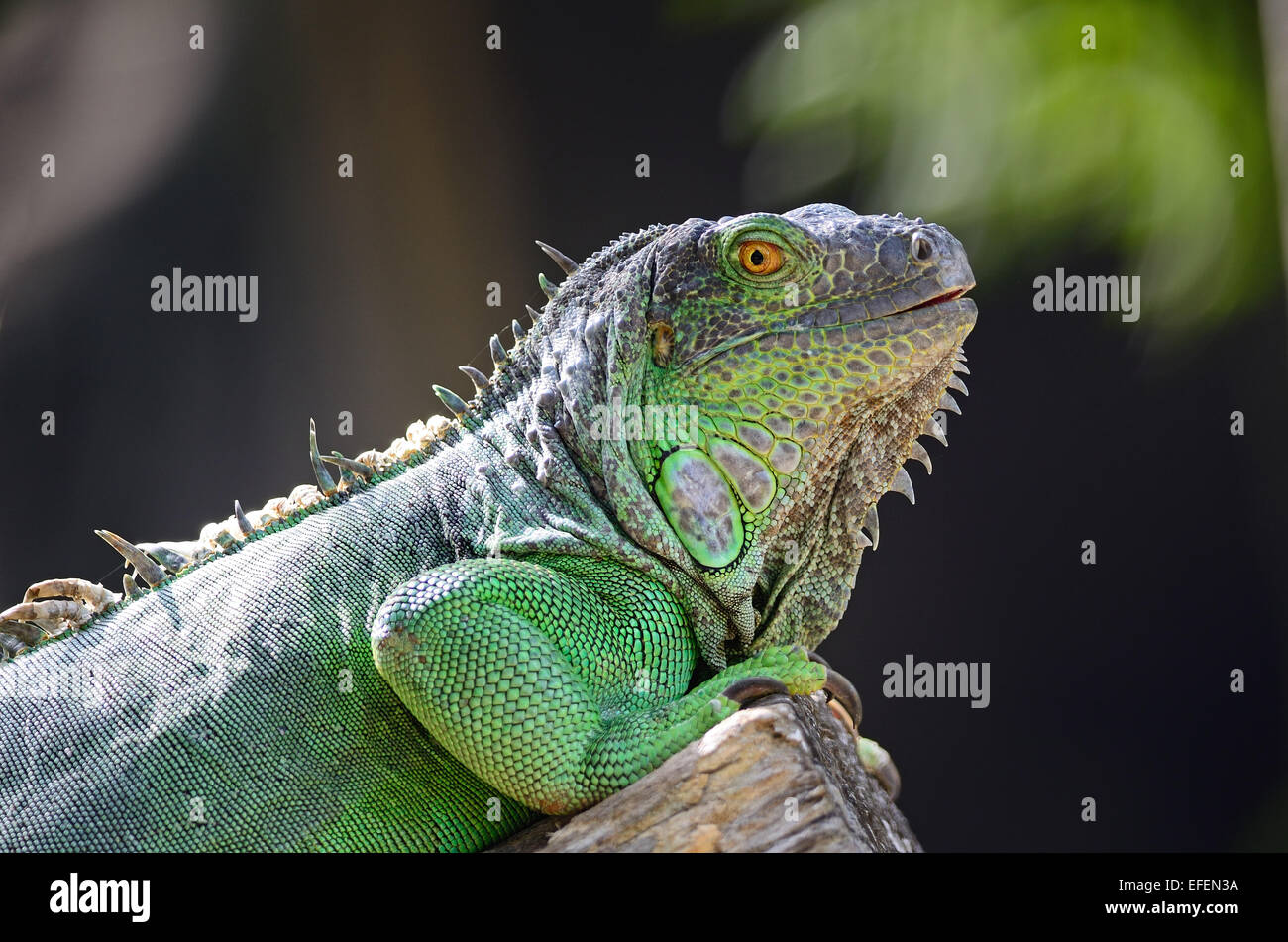 Female Green Iguana (Iguana iguana), head and face profile Stock Photo ...