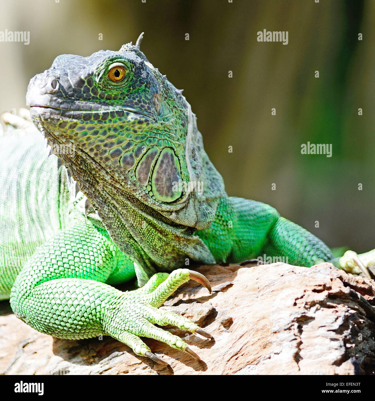 Female Green Iguana (Iguana iguana), face profile Stock Photo - Alamy