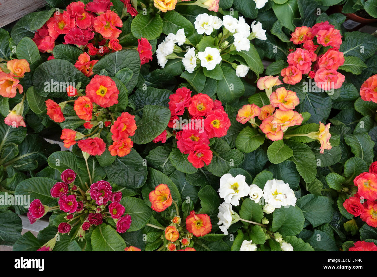 Colourful Primroses for sale at a UK Garden Centre Stock Photo - Alamy