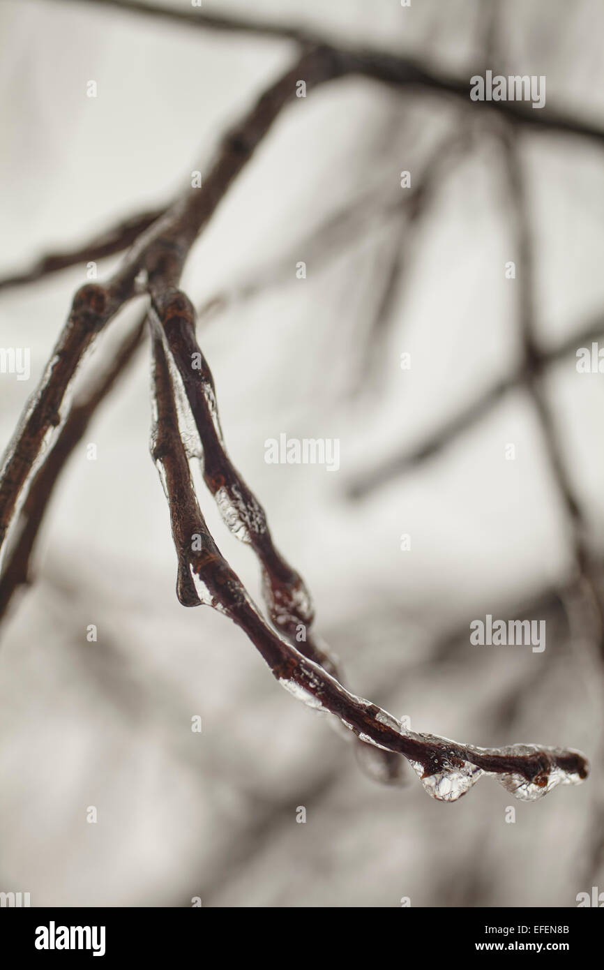 Rime ice on trees hi-res stock photography and images - Alamy