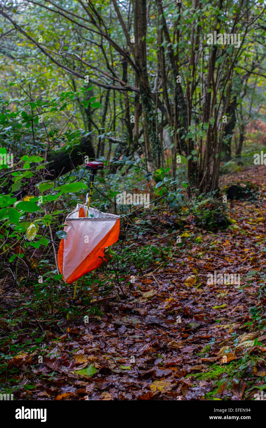 Orienteering markers in woodland Stock Photo - Alamy