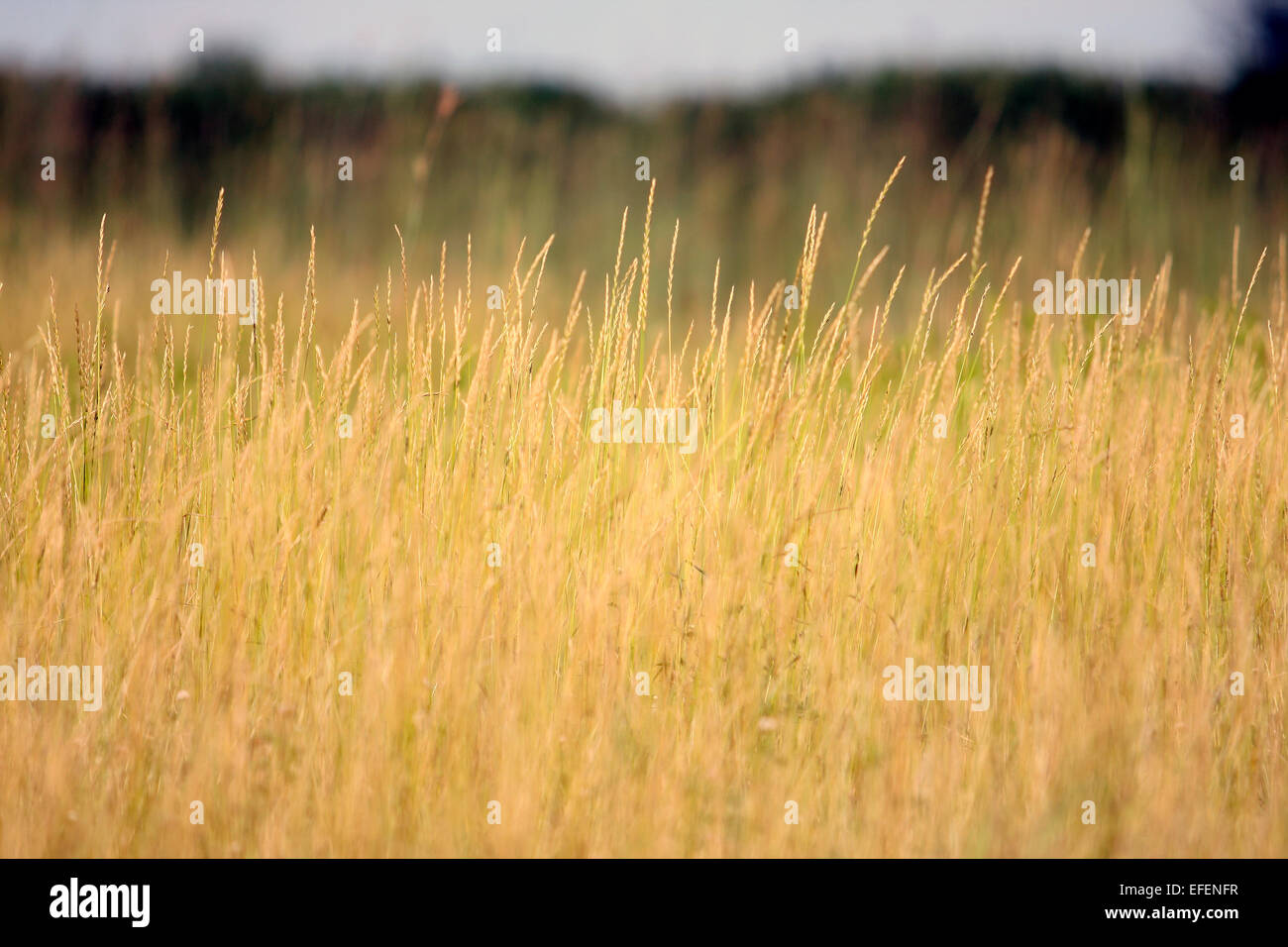 Tall grass wetlands hi-res stock photography and images - Alamy