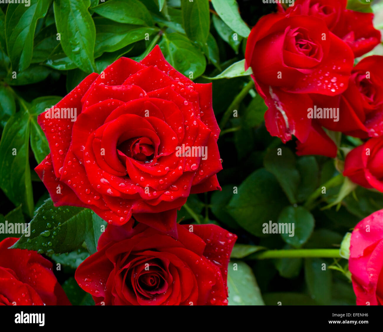One big and few little red roses with drops of water Stock Photo - Alamy