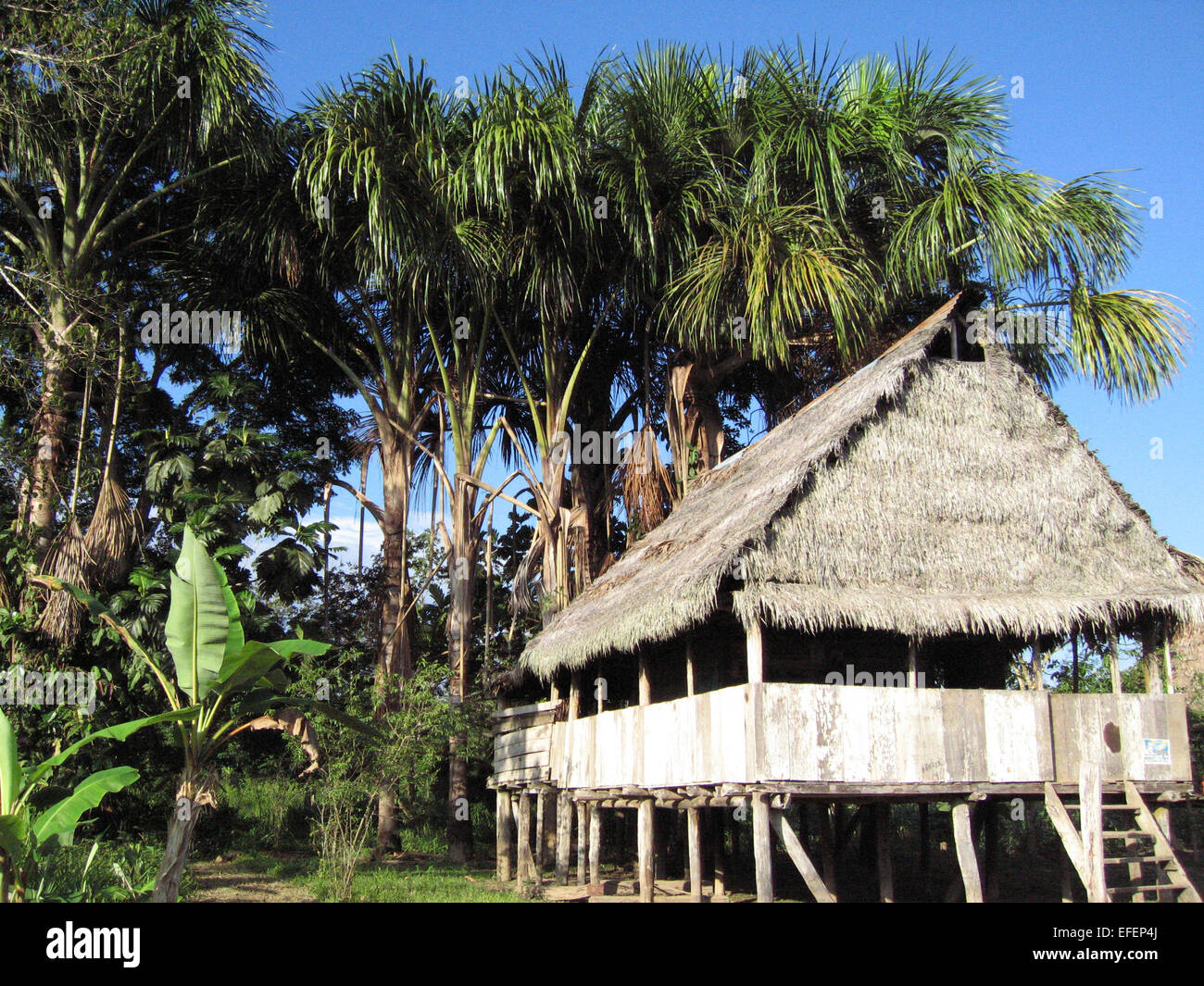 An house in the rainforest, Peruvian amazon Stock Photo - Alamy