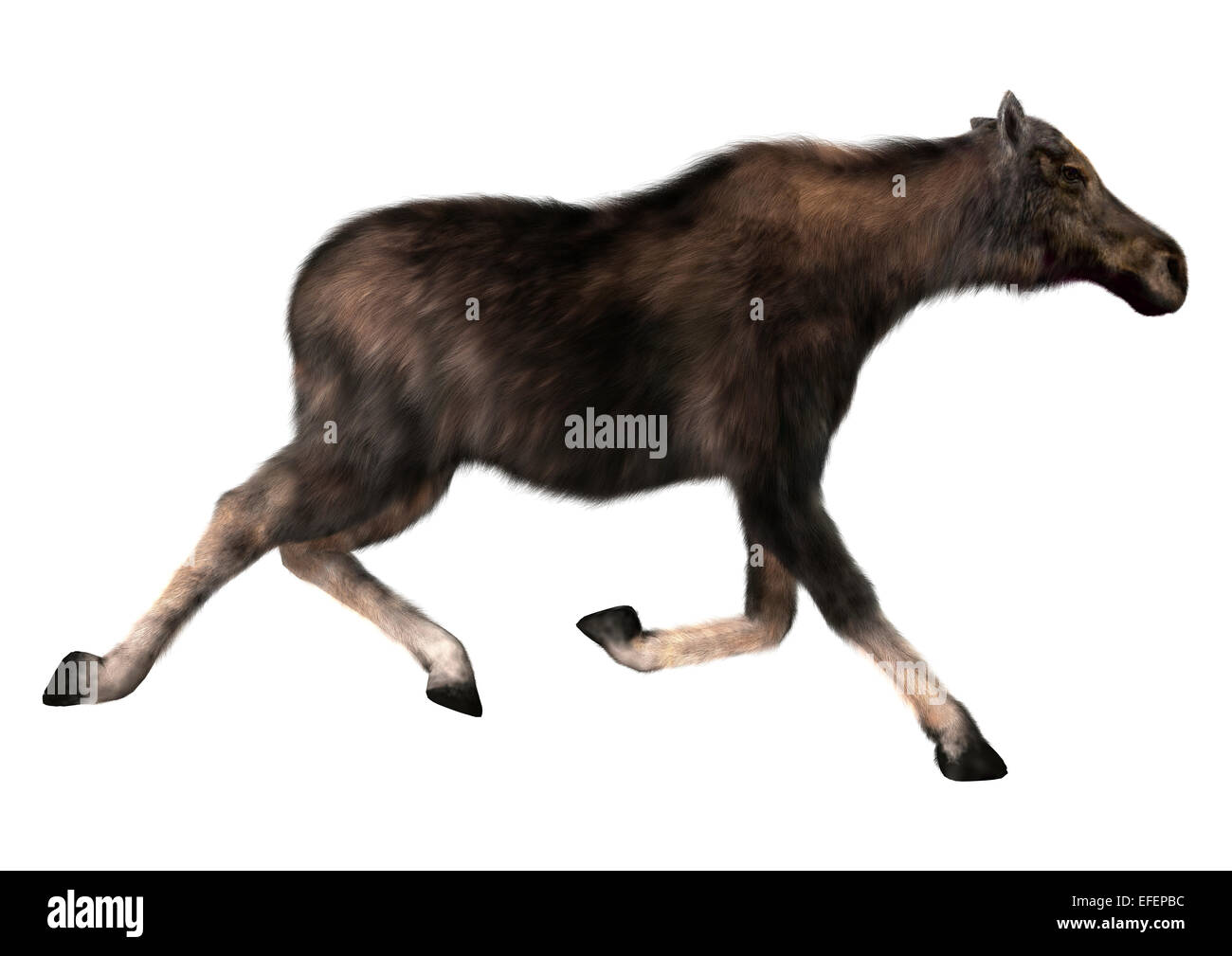 Eurasian elk running High Resolution Stock Photography and Images - Alamy
