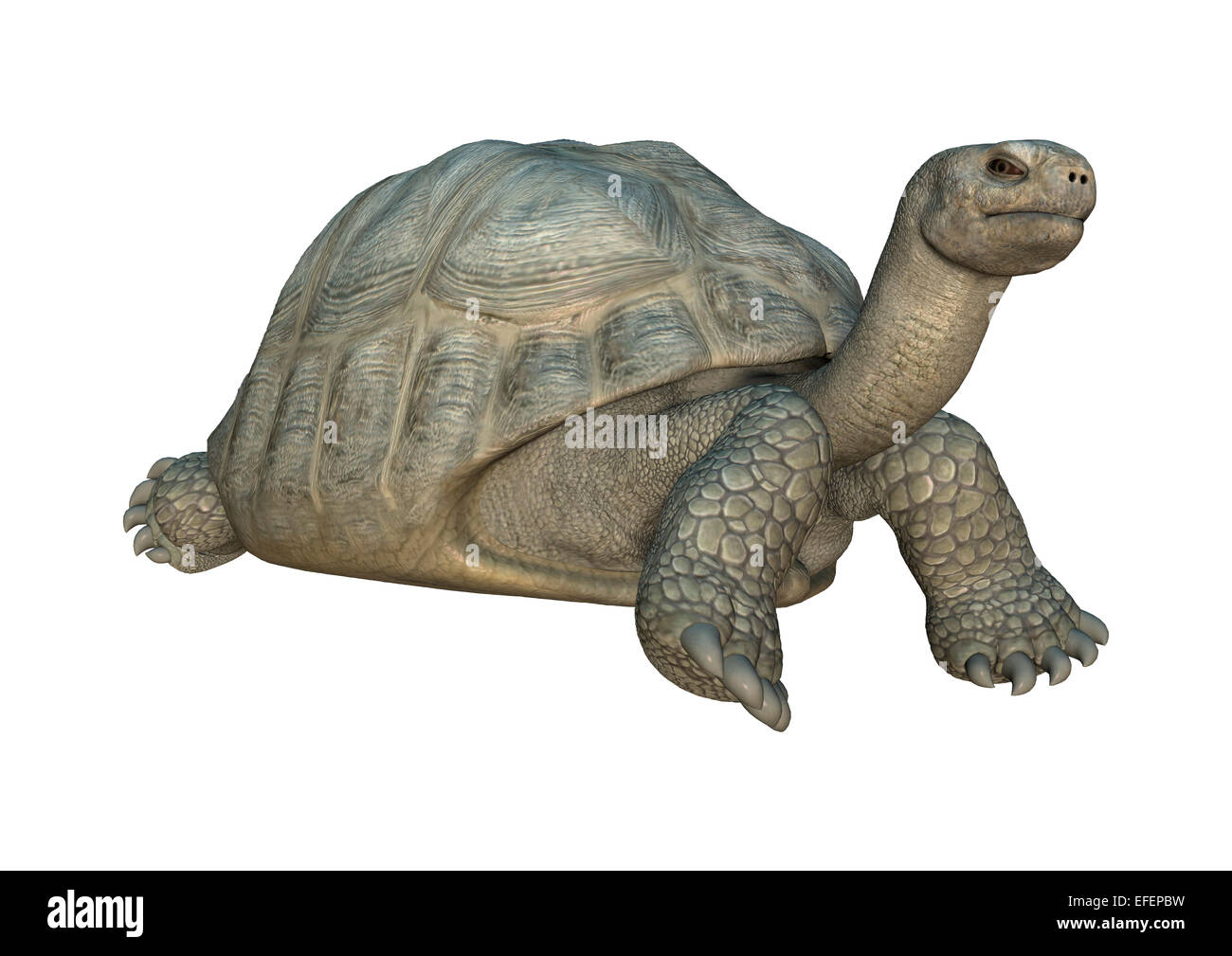 3D digital render of a Galapagos tortoise isolated on white background ...