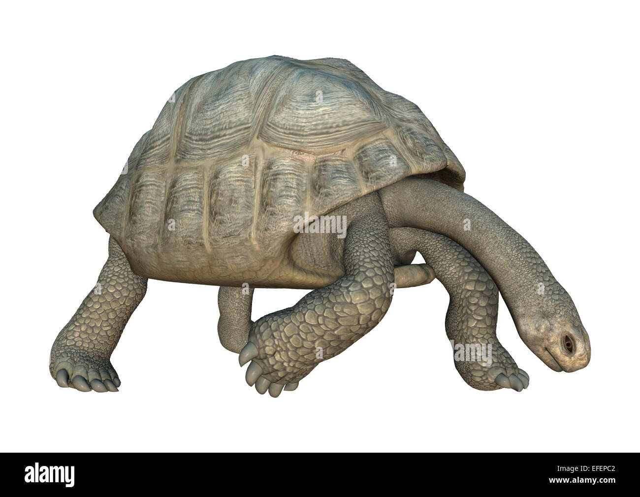 3D digital render of a Galapagos tortoise looking down isolated on ...