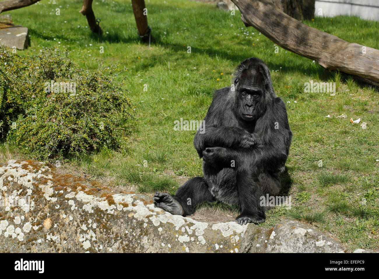 Gorilla in zoo Stock Photo - Alamy