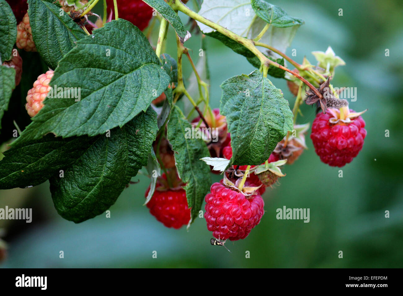 Berry black color hi-res stock photography and images - Alamy