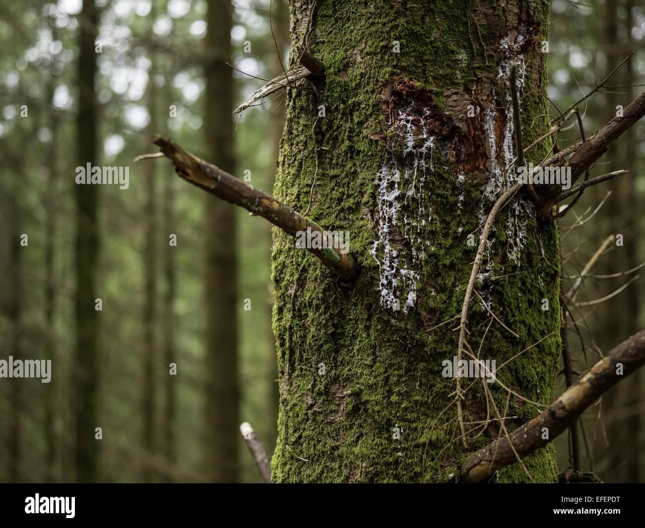 Tree with sap hi-res stock photography and images - Alamy