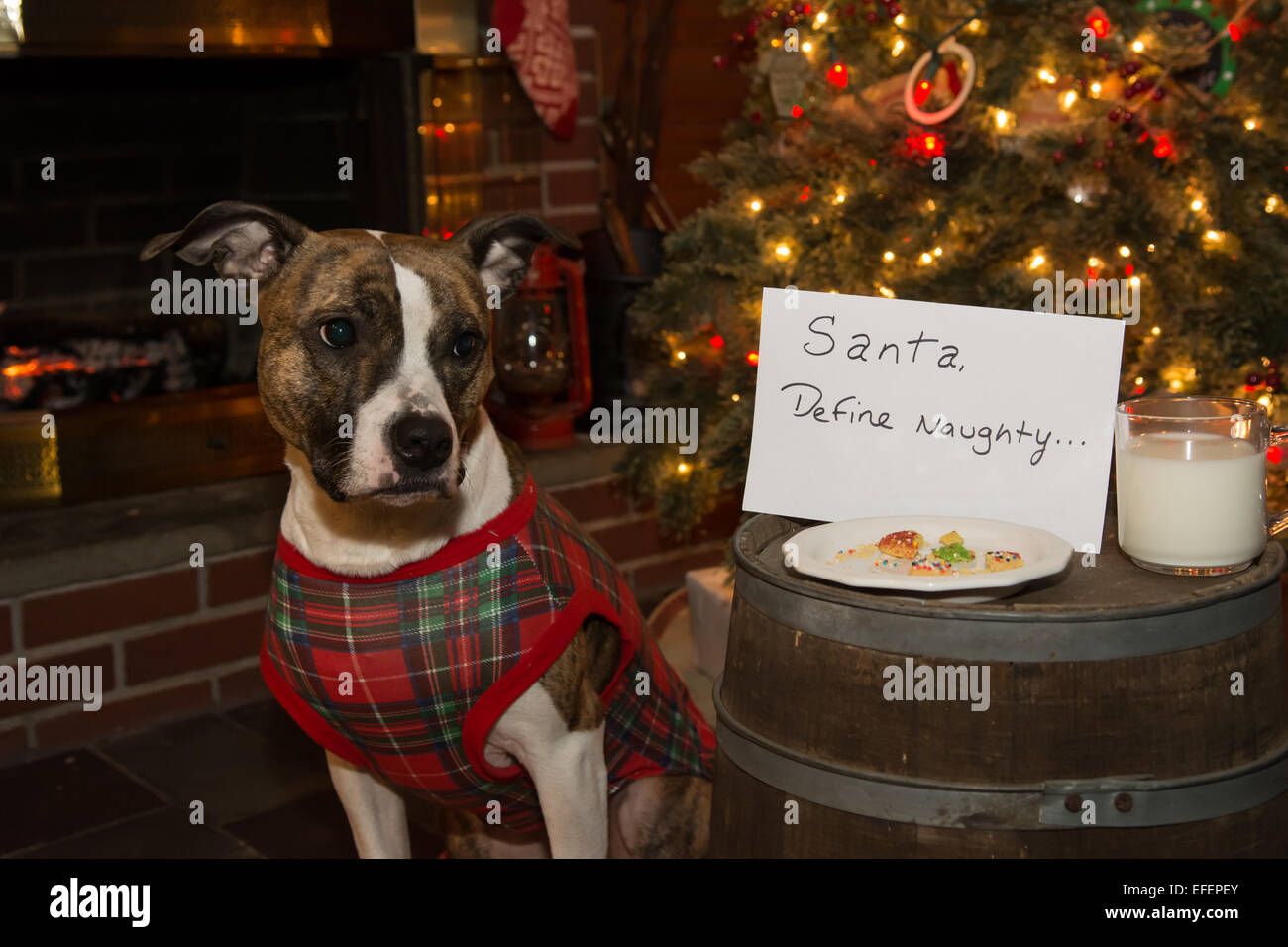 Dog Waiting for Santa Stock Photo - Alamy