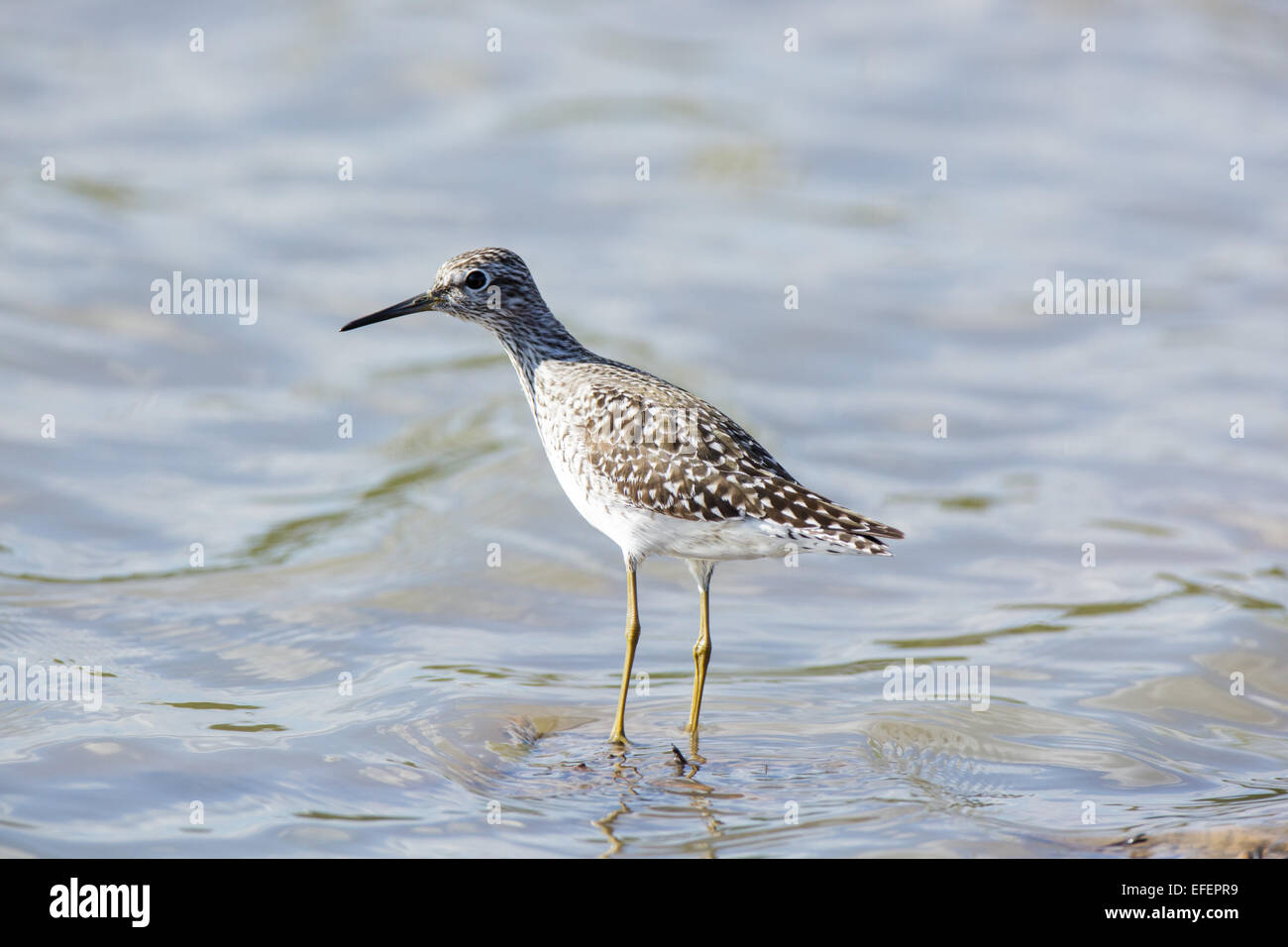 Wood Sandpiper (Tringa glareola).Wild bird in a natural habitat. A ...