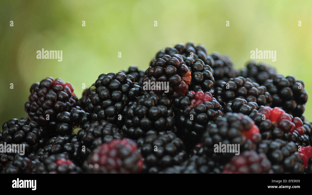 Mountain blackberry hi-res stock photography and images - Alamy