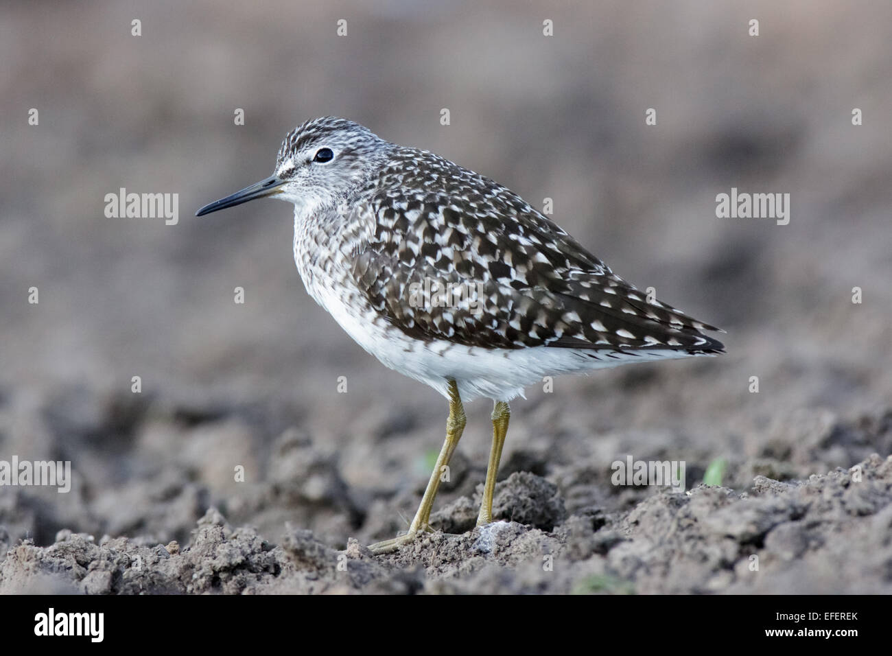 Wood Sandpiper (Tringa glareola).Wild bird in a natural habitat. A ...