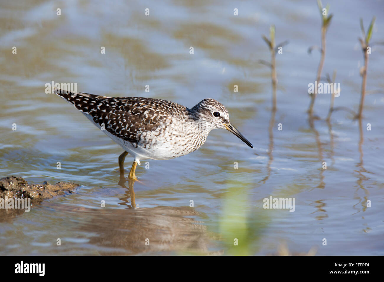 Wood Sandpiper (Tringa glareola).Wild bird in a natural habitat. A ...