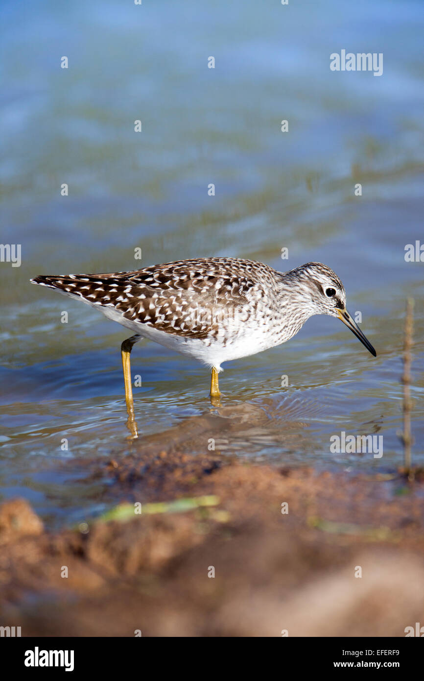 Wood Sandpiper (Tringa glareola).Wild bird in a natural habitat. A ...