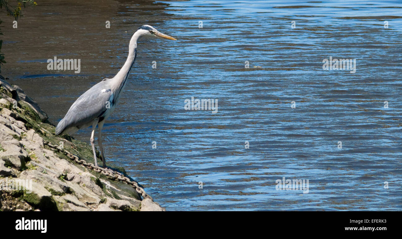 Heron patiently waiting for fish on the River Thames in Twickenham ...