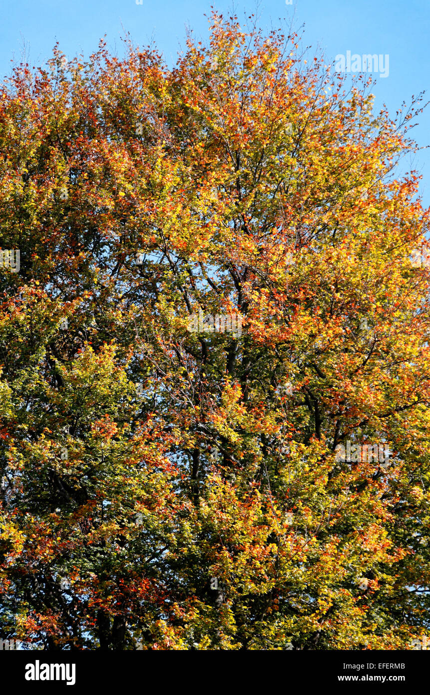 Turning red hi-res stock photography and images - Alamy