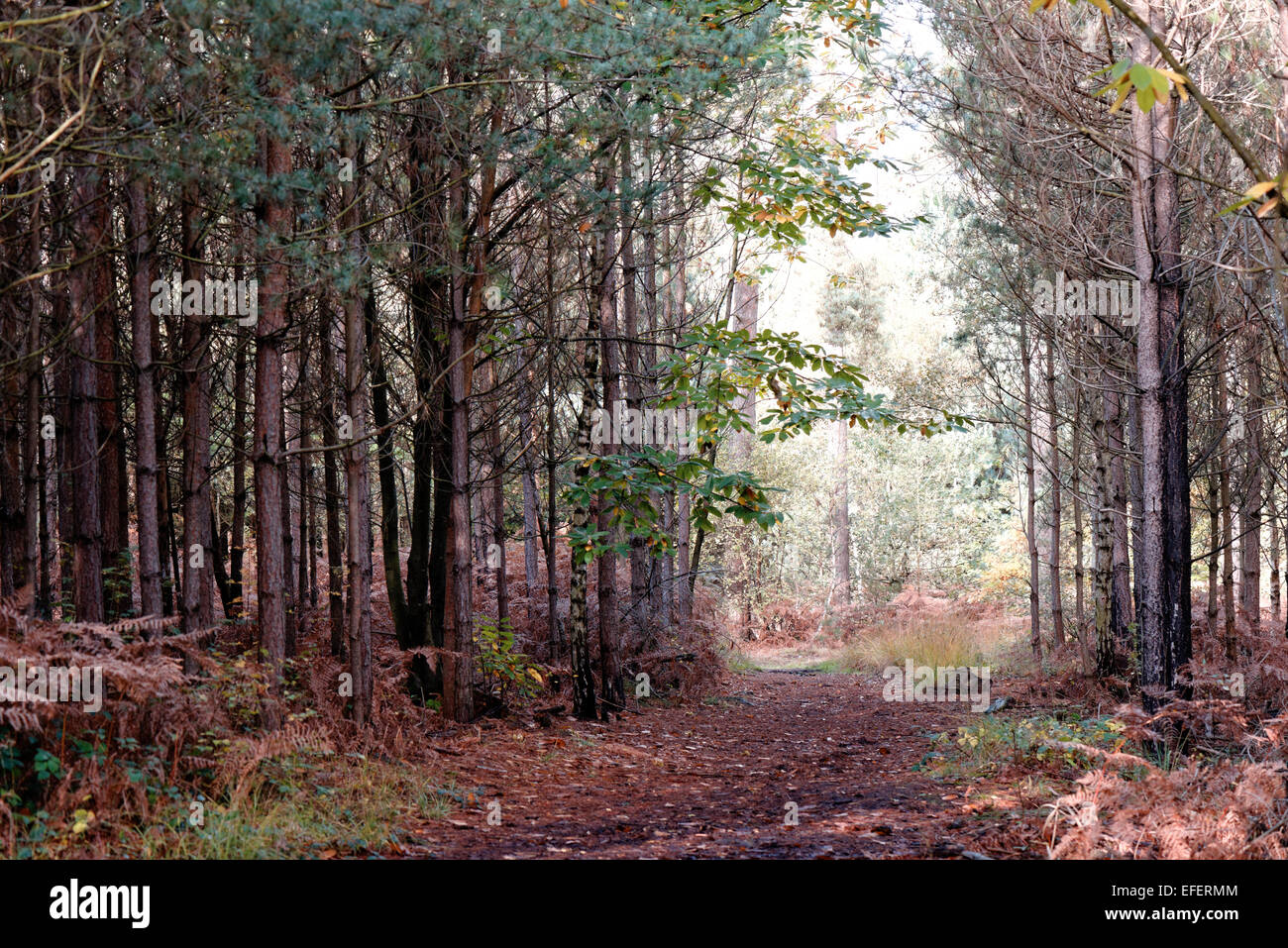 Path in an English forest, Surrey countryside Stock Photo - Alamy