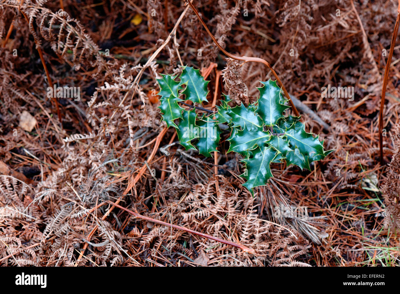 Holly over ferns in an English forest, Surrey countryside Stock Photo ...