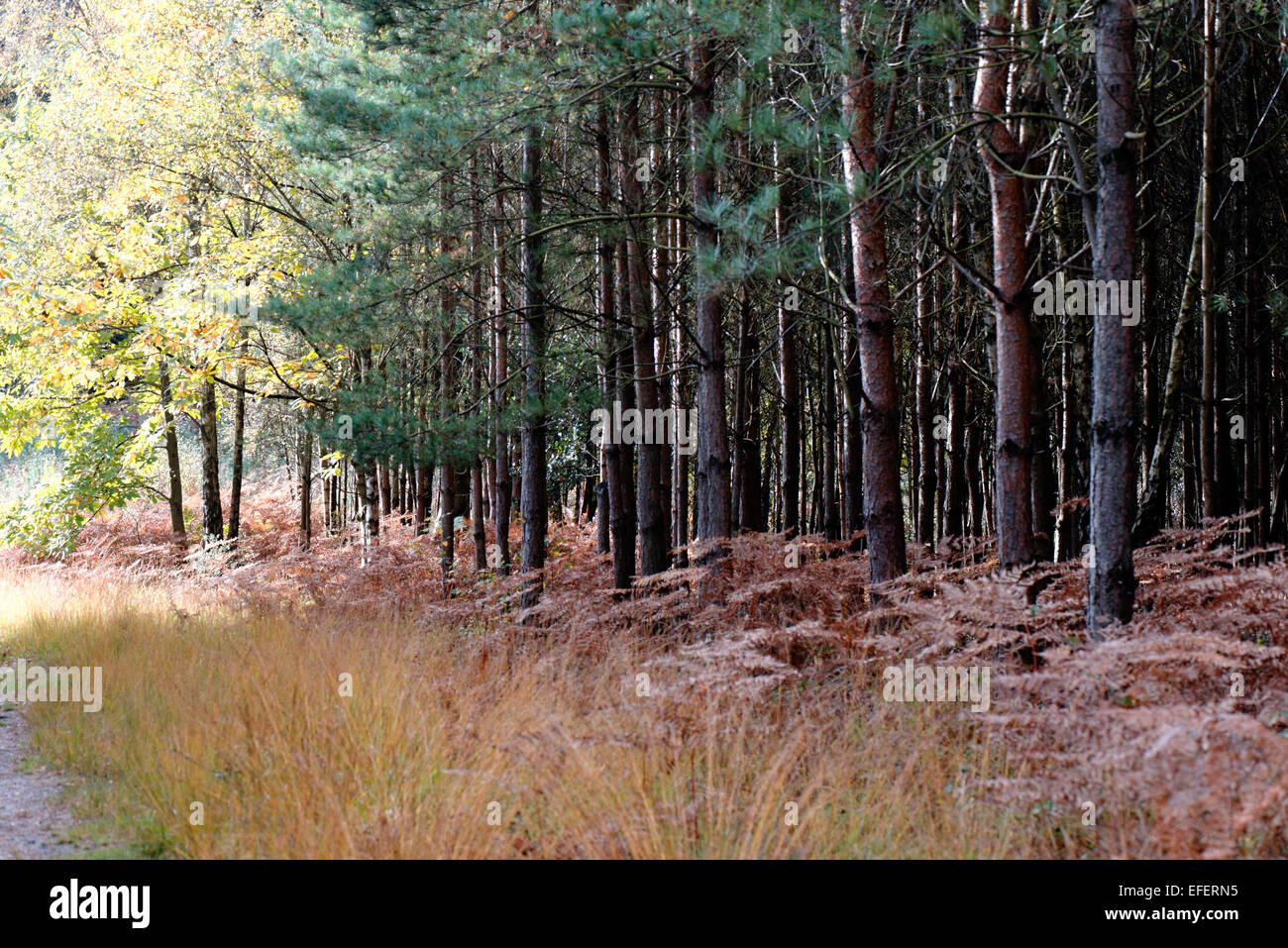 In forest row hi-res stock photography and images - Alamy