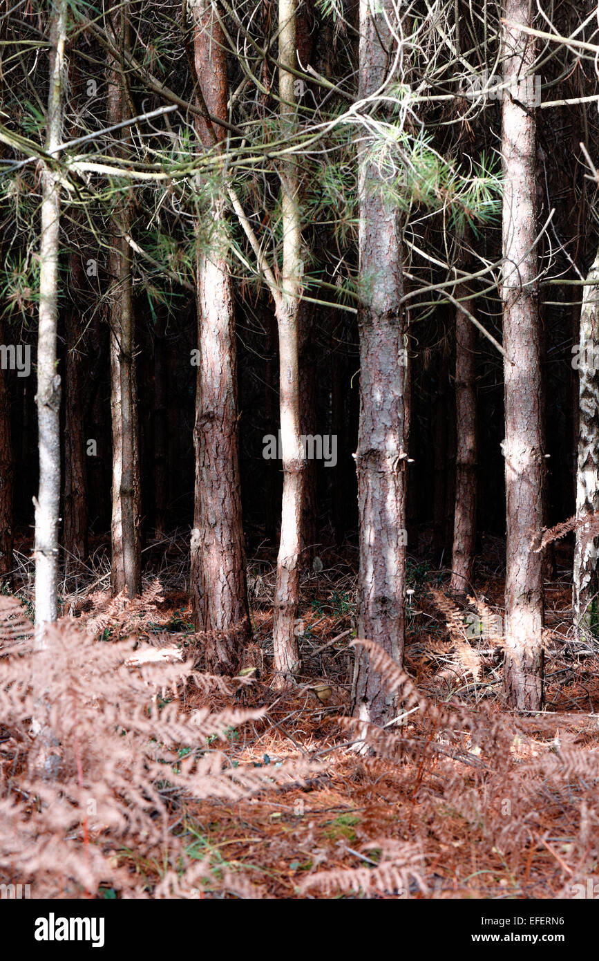 Upright trees copse in an English forest, Surrey countryside Stock ...