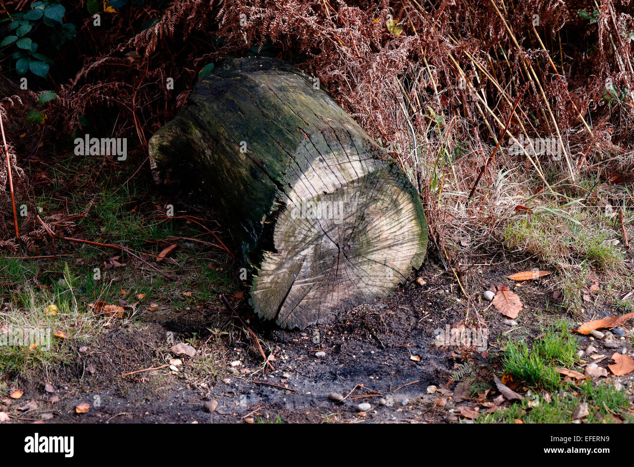 Edge of a cut log in an English forest, Surrey countryside Stock Photo ...