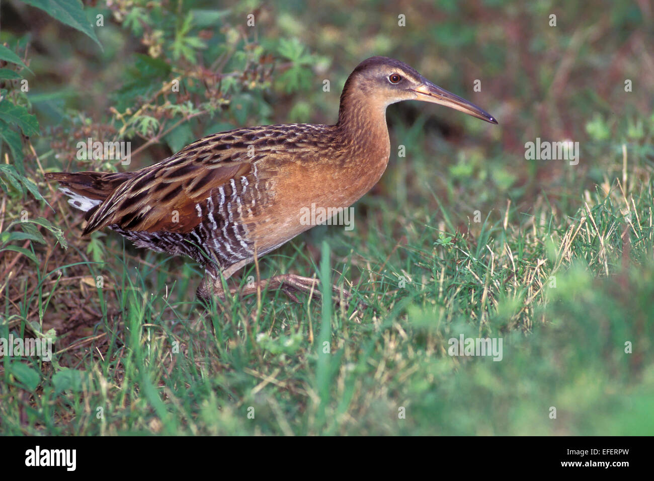 King Rail - Rallus elegans Stock Photo - Alamy