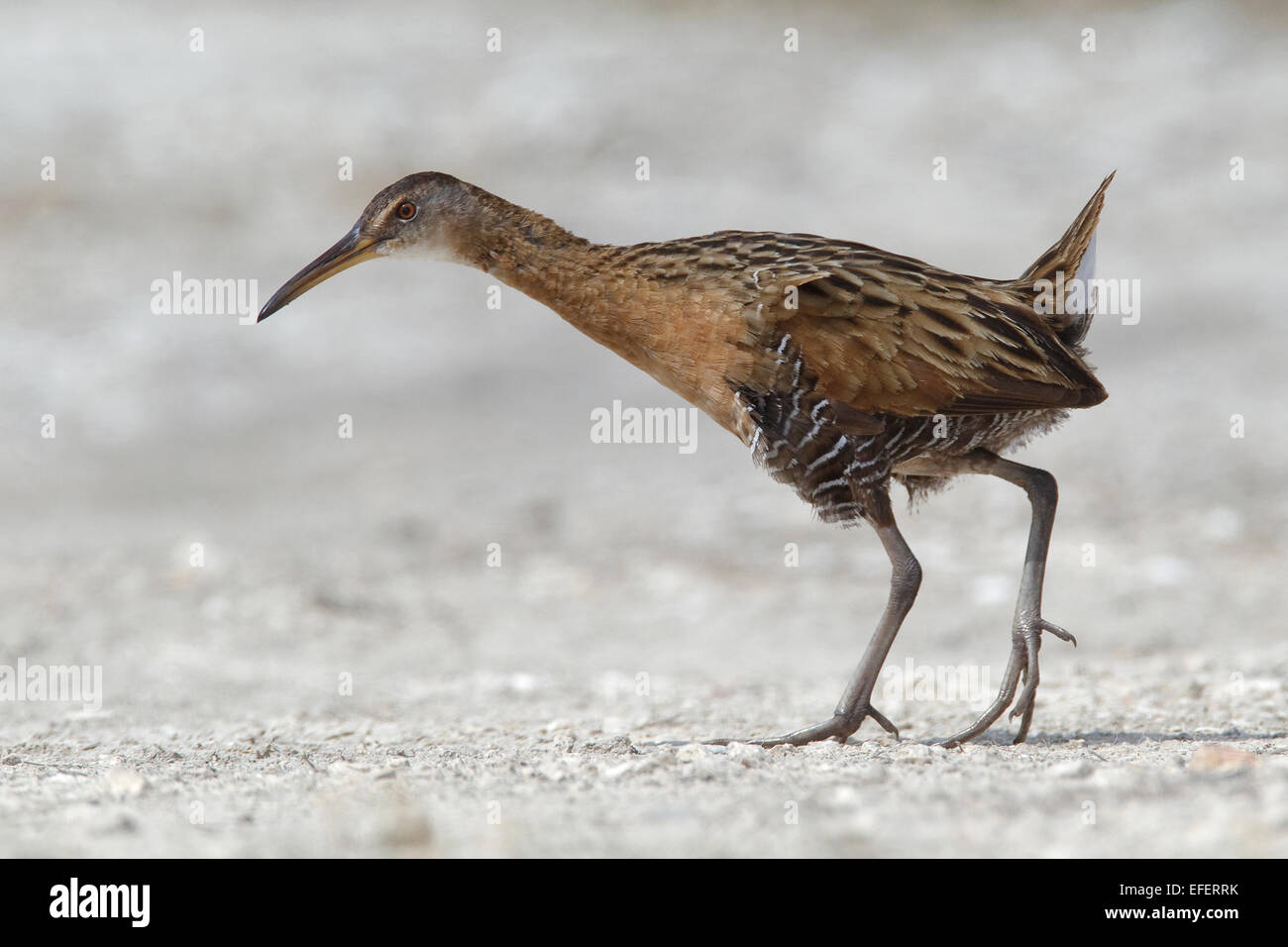 King rail bird hi-res stock photography and images - Alamy