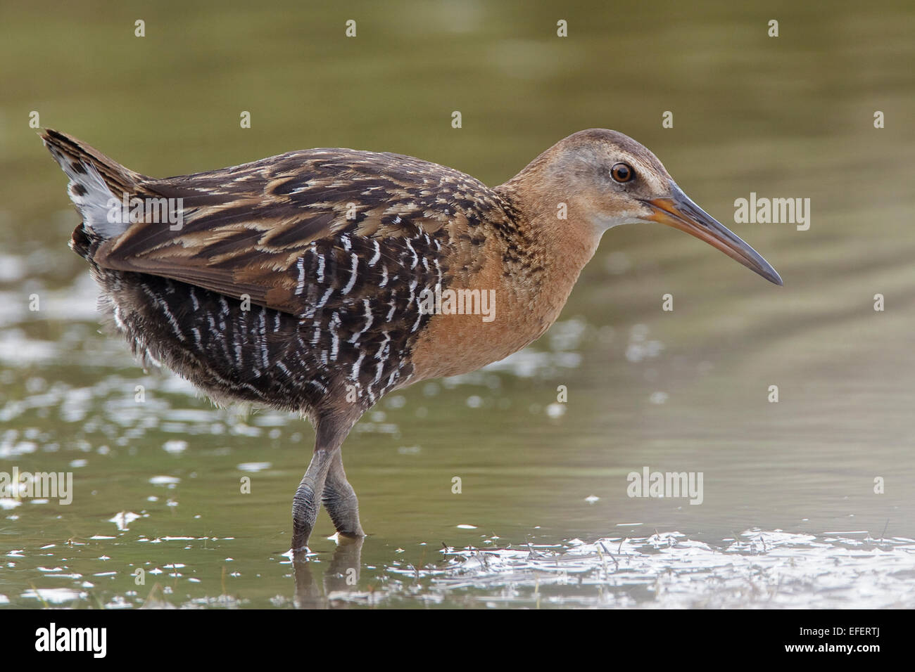 King rail bird hi-res stock photography and images - Alamy