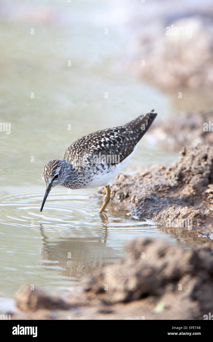 Wood Sandpiper (Tringa glareola).Wild bird in a natural habitat. A ...