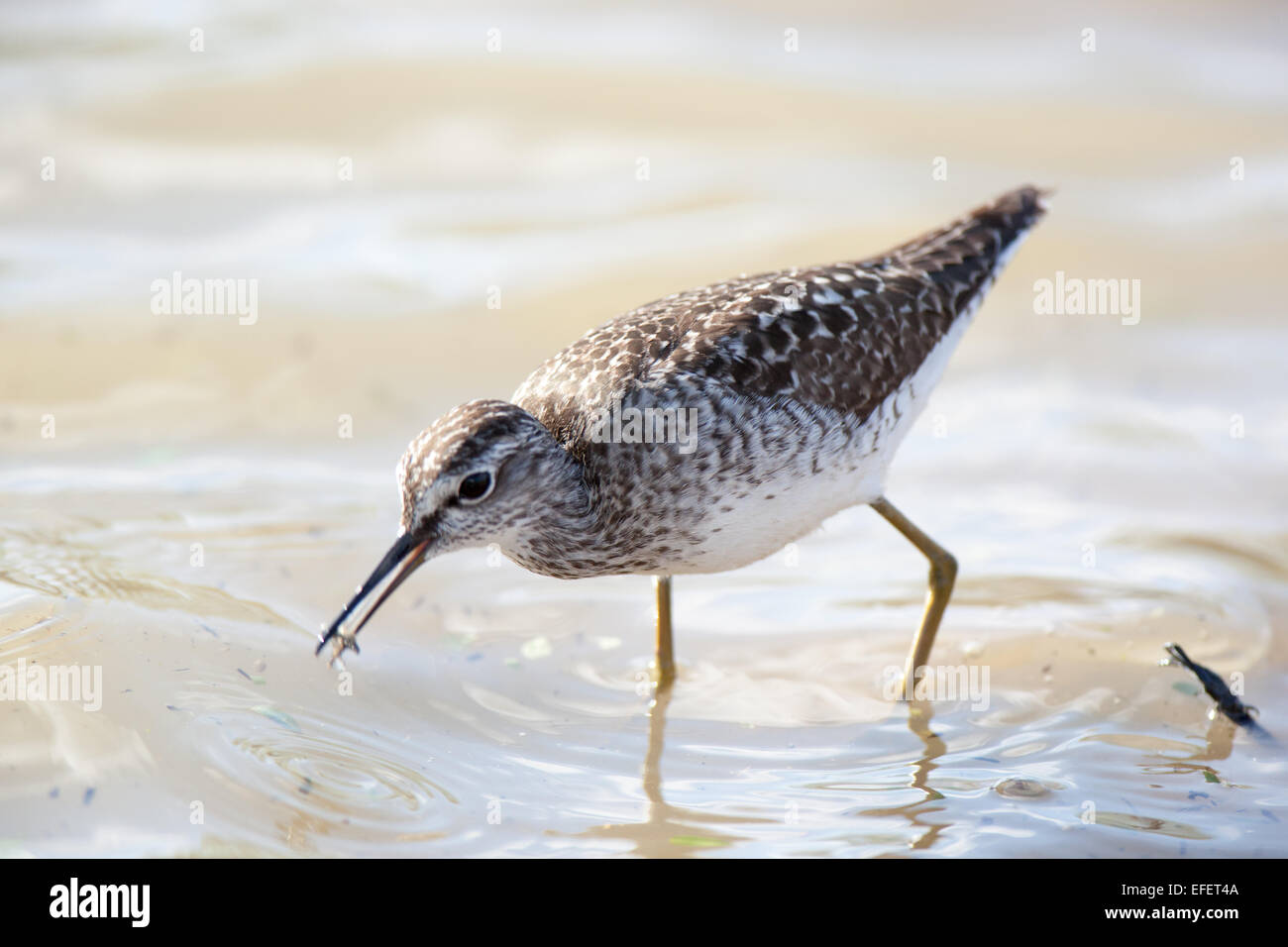 Wood Sandpiper (Tringa glareola).Wild bird in a natural habitat. A ...