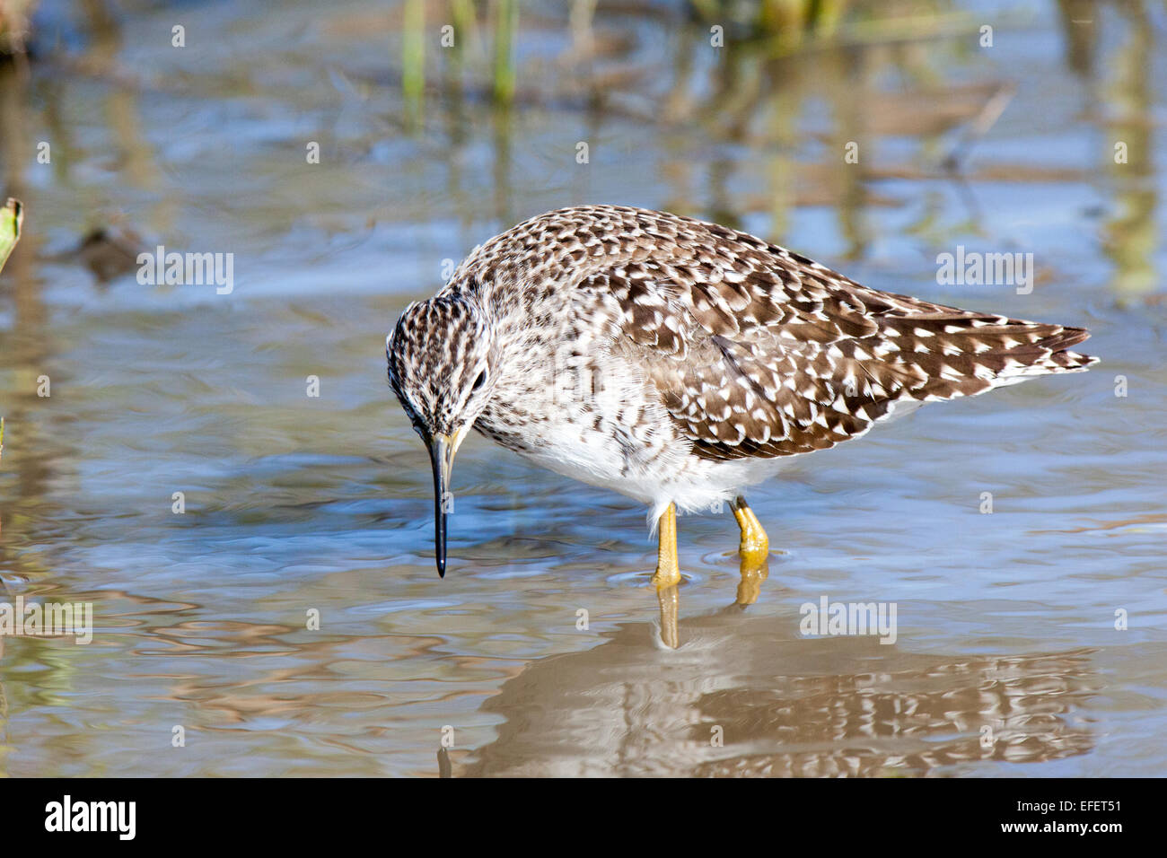 Wood Sandpiper (Tringa glareola).Wild bird in a natural habitat. A ...