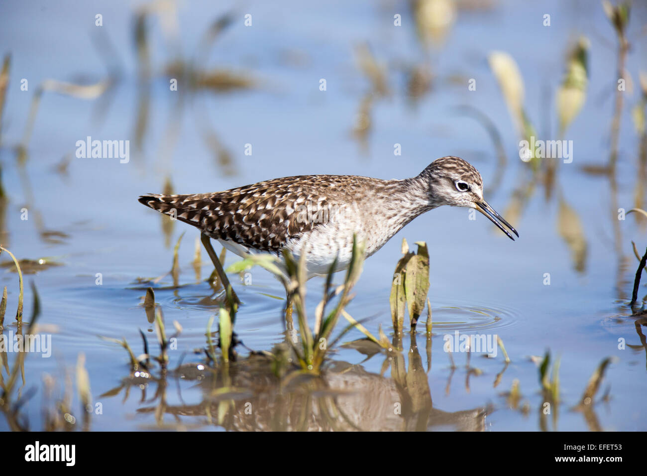 Wood Sandpiper (Tringa glareola).Wild bird in a natural habitat. A ...
