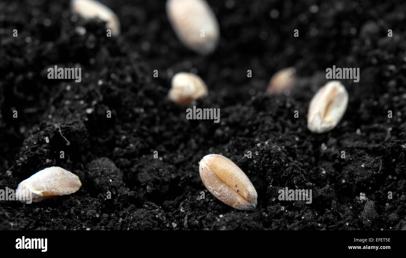 Grain square hi-res stock photography and images - Alamy