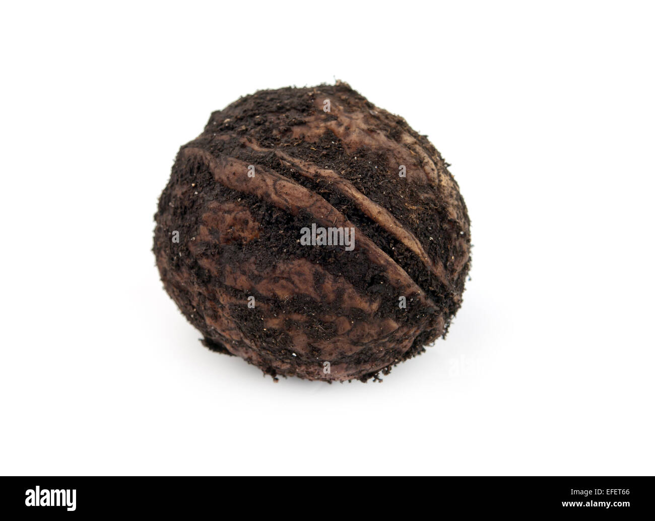 single walnut isolated on a white background Stock Photo - Alamy