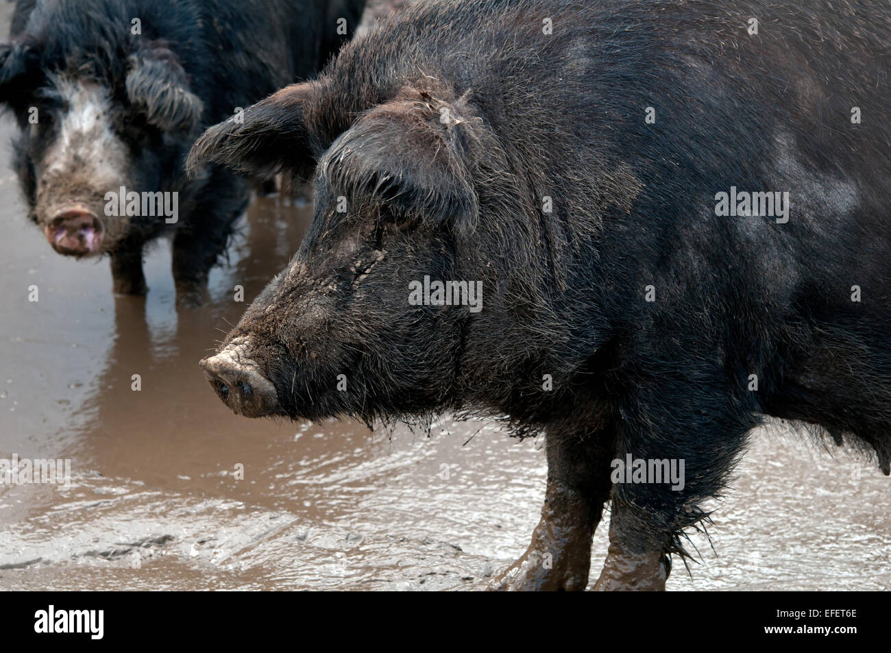 two black pig in bog. Close up Stock Photo - Alamy