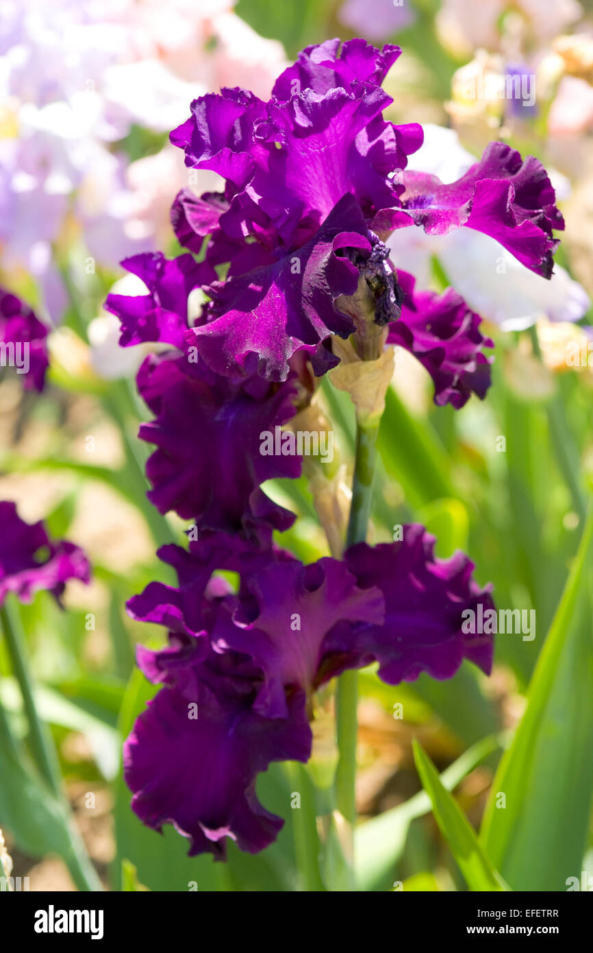 Violet irises, sort "Diabolijue", collection of Nikitskiy botanic ...