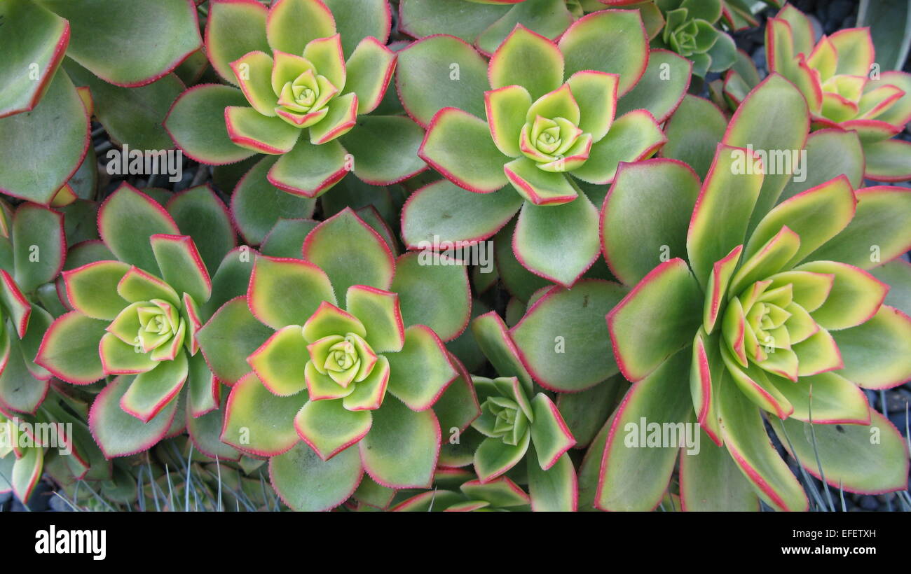 Succulent plants Echeveria Stock Photo - Alamy