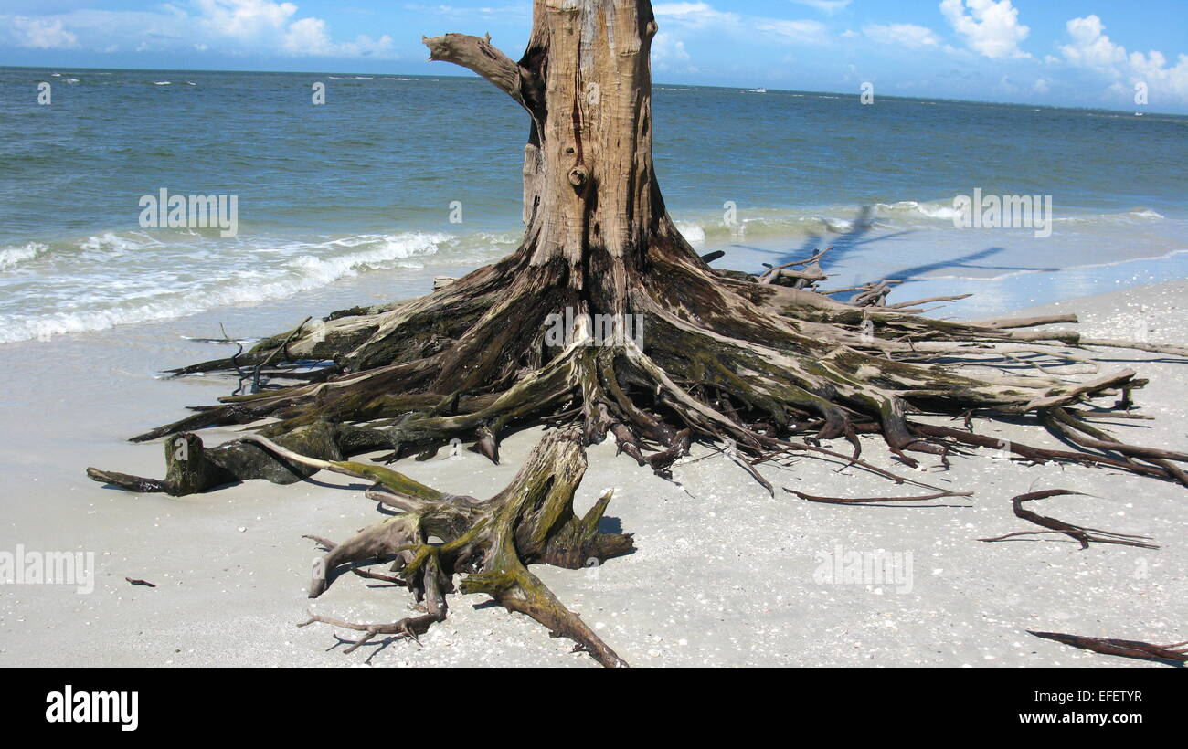 Roots on a Beach Stock Photo - Alamy
