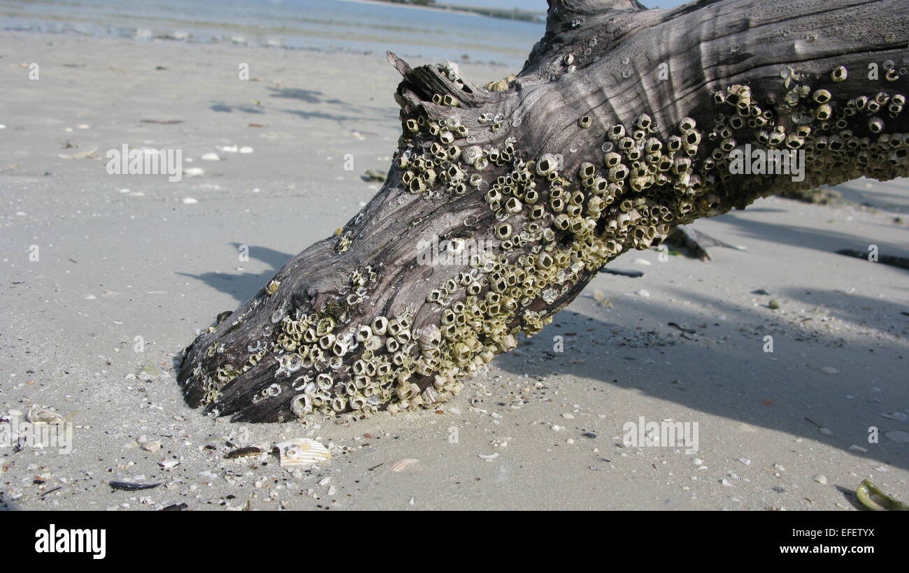 Barnacles beach hi-res stock photography and images - Alamy
