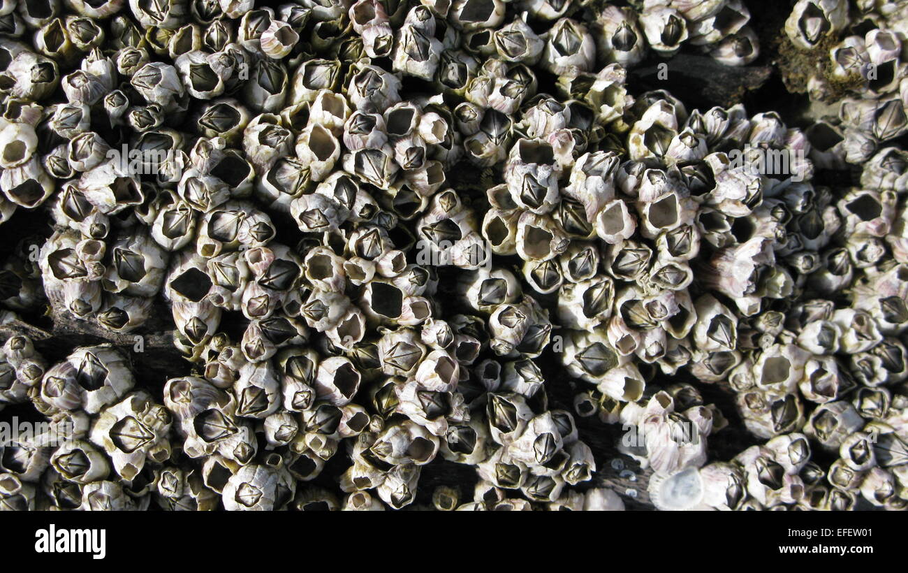 Water barnacles hi-res stock photography and images - Alamy