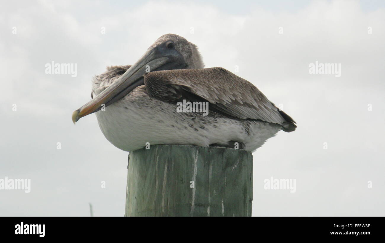 Pelican on post hi-res stock photography and images - Alamy
