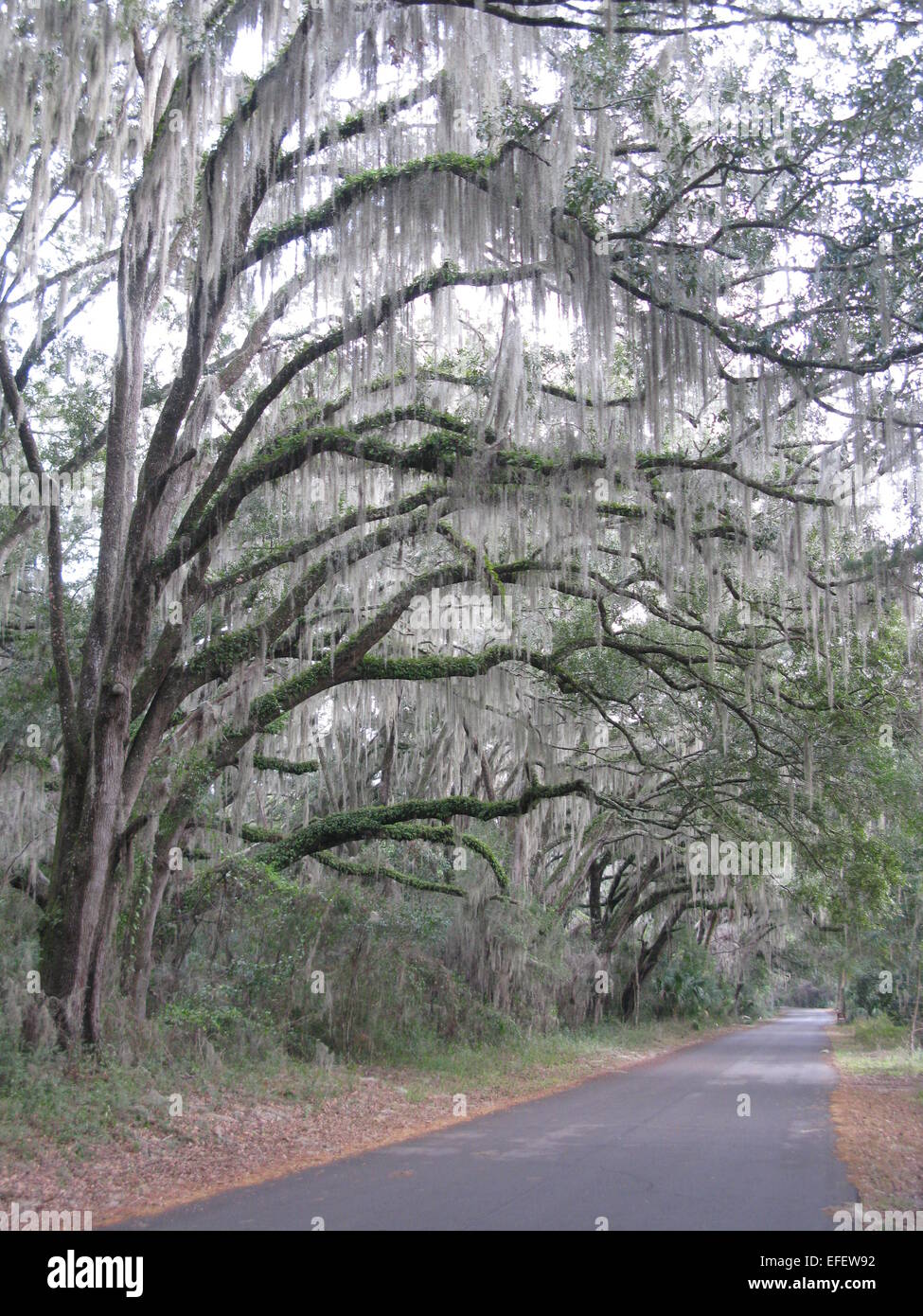 Trees canopy road hi-res stock photography and images - Alamy