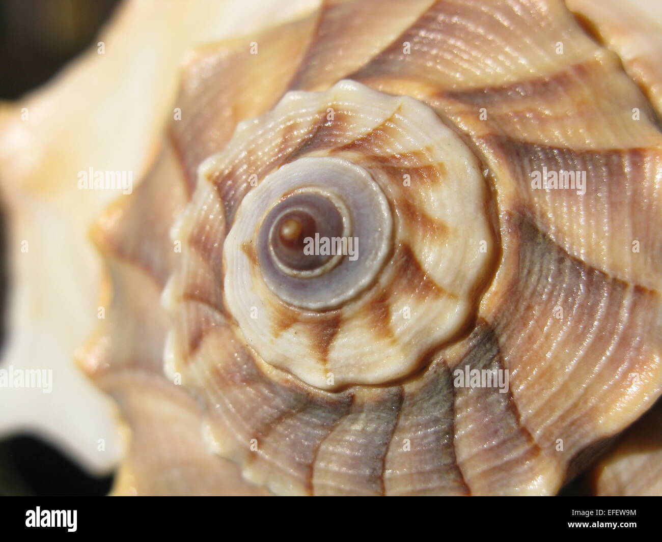 Lightning Whelk High Resolution Stock Photography and Images - Alamy