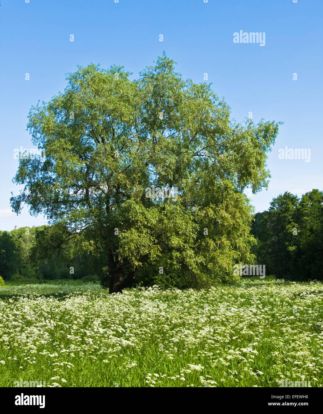 Summer landscape - big tree on meadow with white flowers of parsnip ...